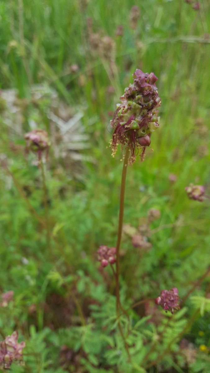Salad Burnet | NatureSpot