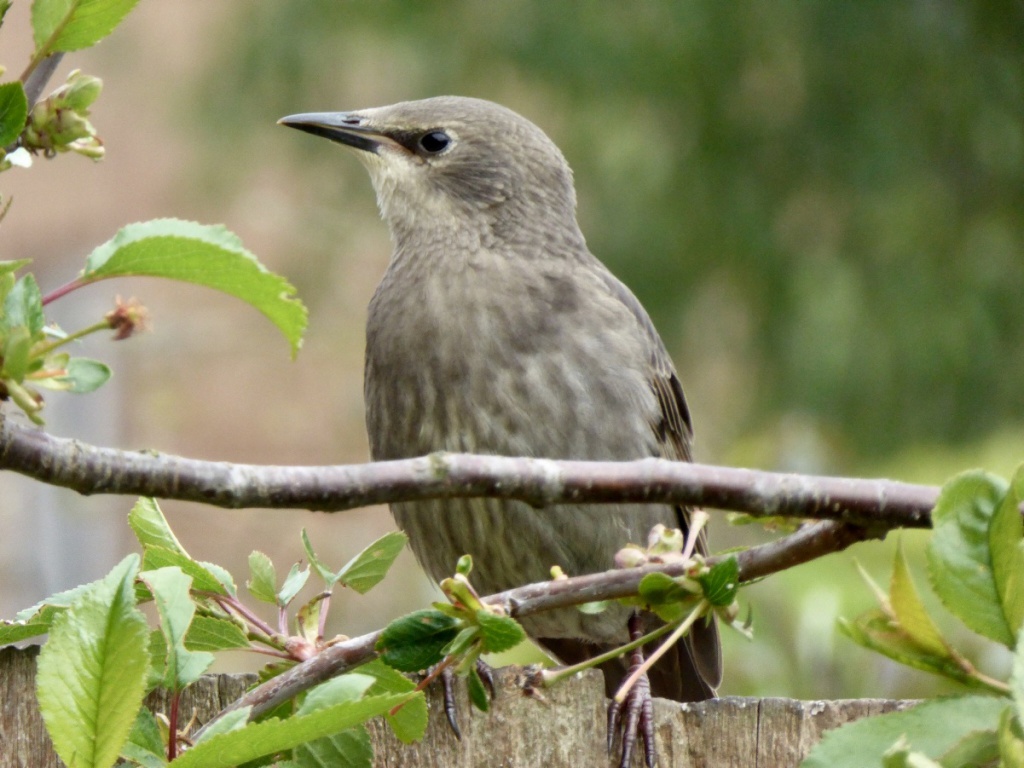 Starling | NatureSpot