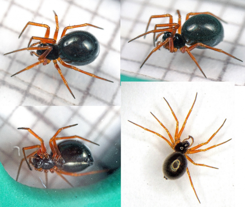 Entelecara acuminata | NatureSpot