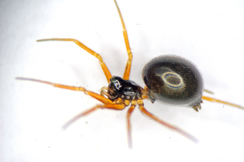 Entelecara acuminata | NatureSpot