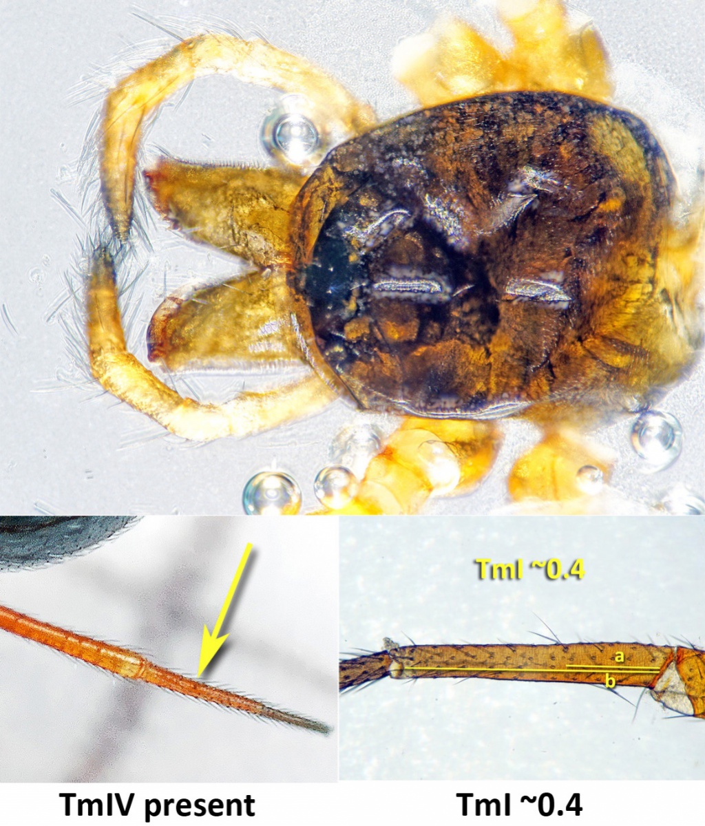 Entelecara acuminata | NatureSpot