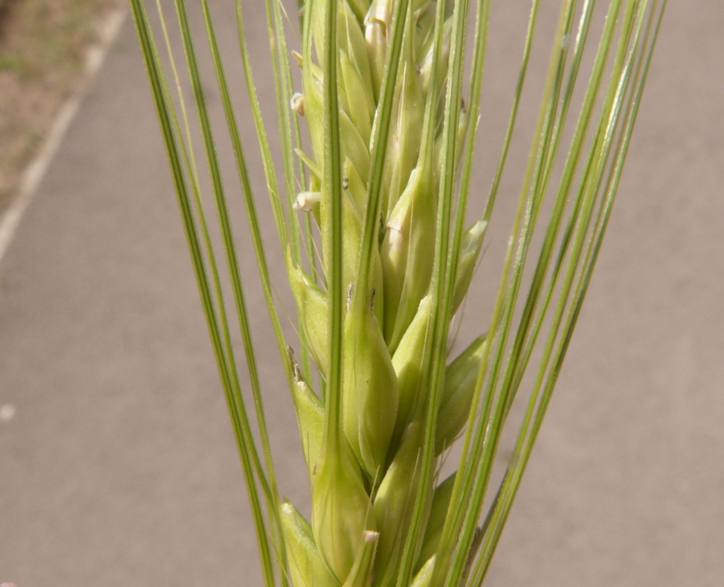 Six-rowed Barley | NatureSpot