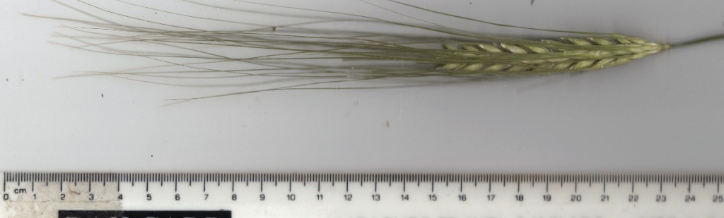 Six-rowed Barley | NatureSpot