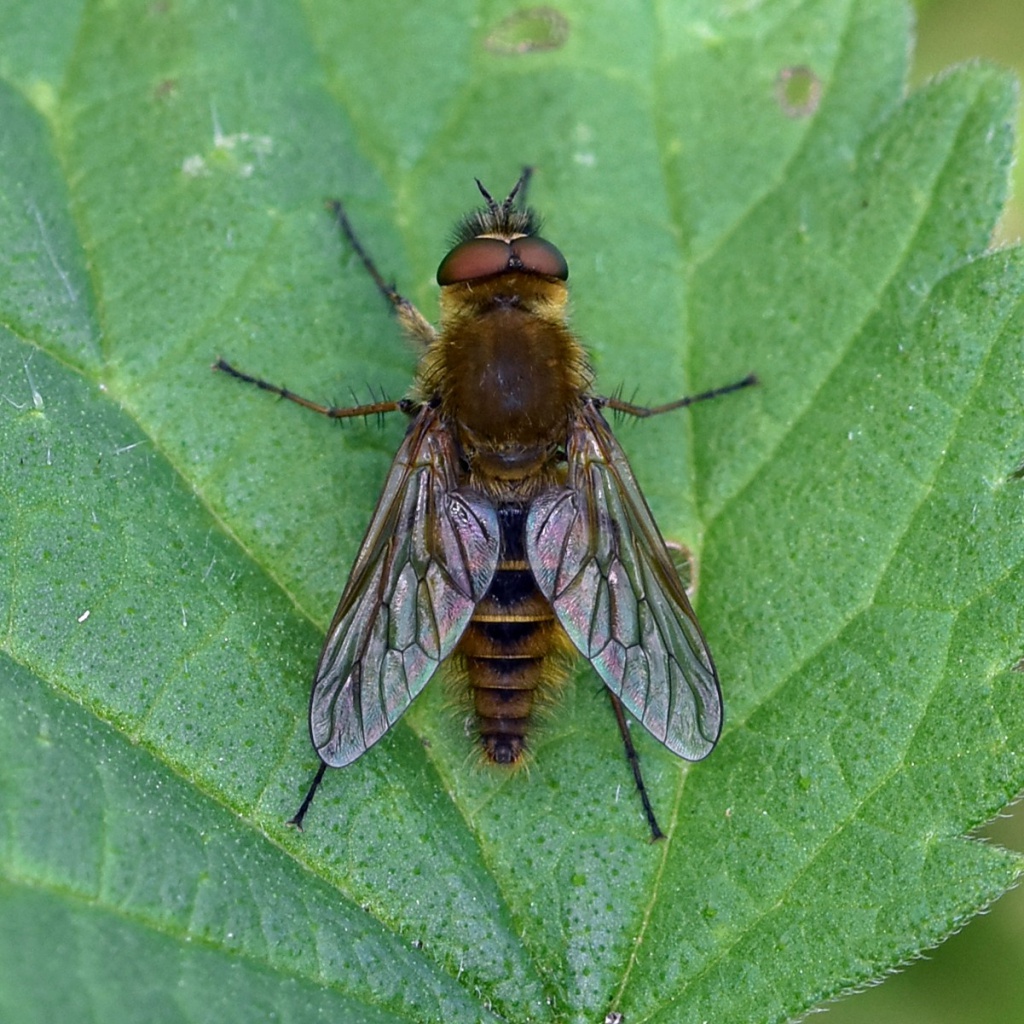 Thereva nobilitata | NatureSpot