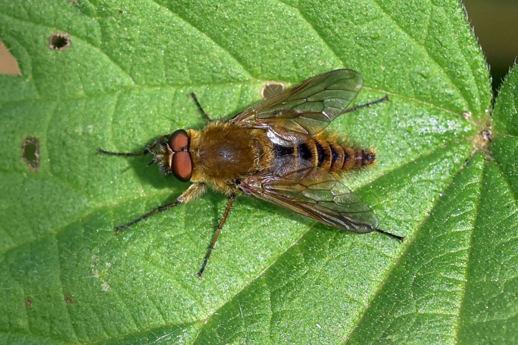 Thereva nobilitata | NatureSpot