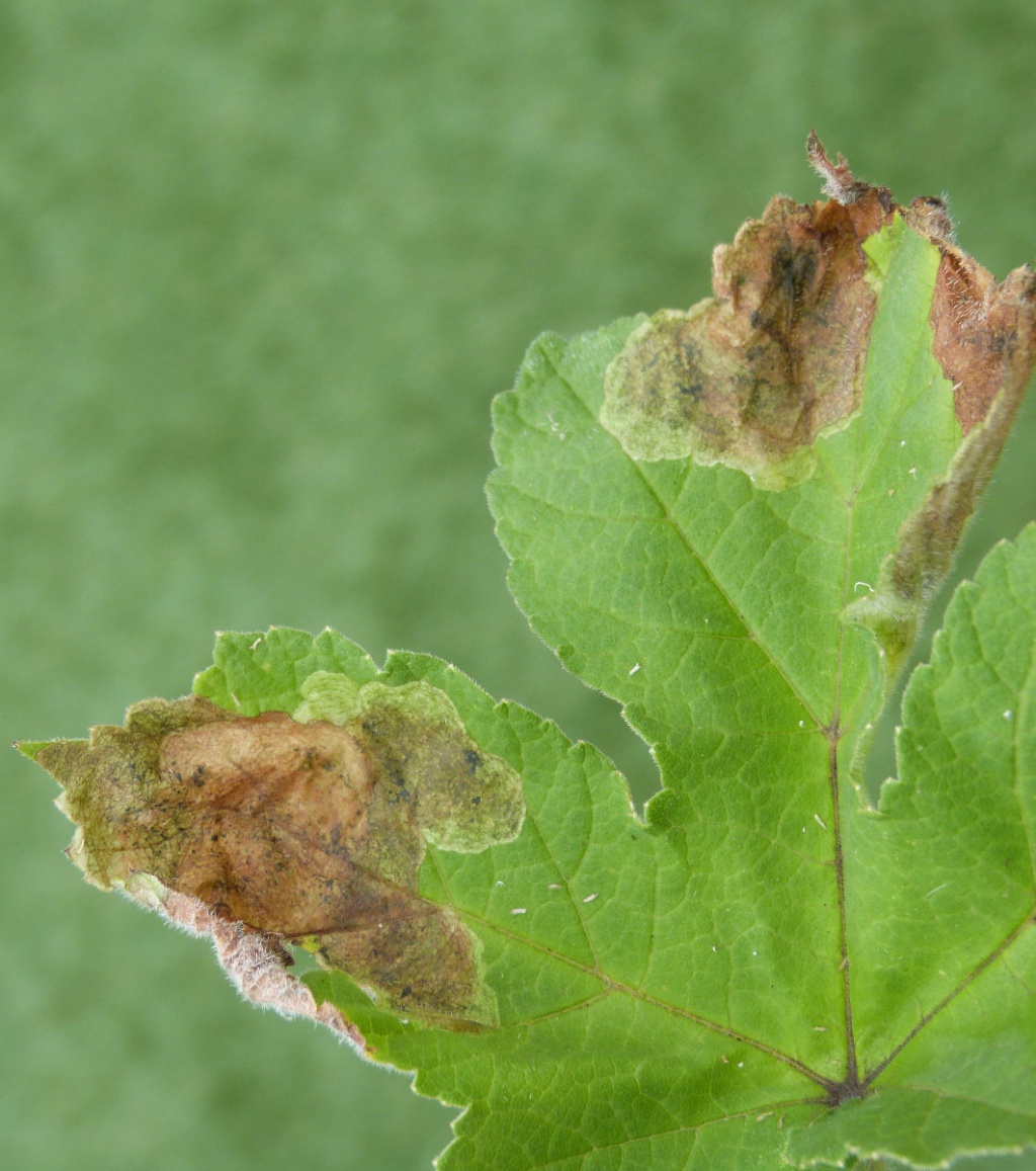 Celery fly | NatureSpot