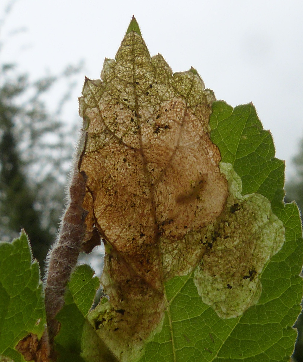 Celery fly | NatureSpot