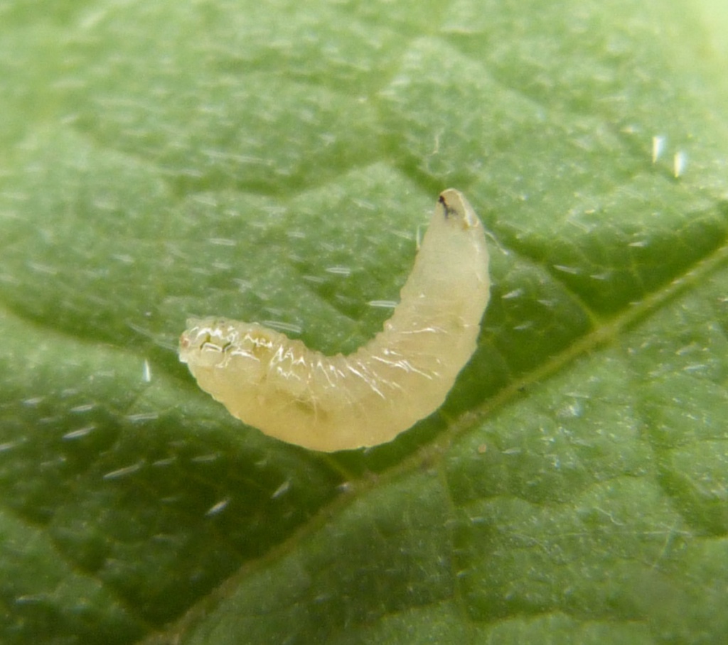 Celery fly | NatureSpot