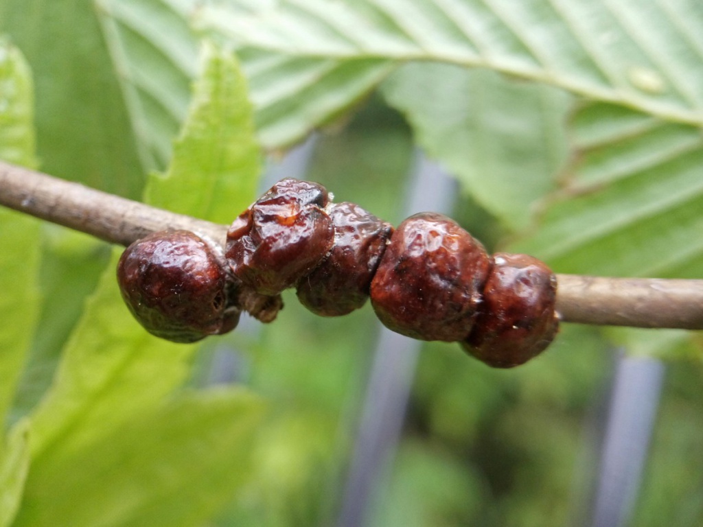 Nut Scale | NatureSpot