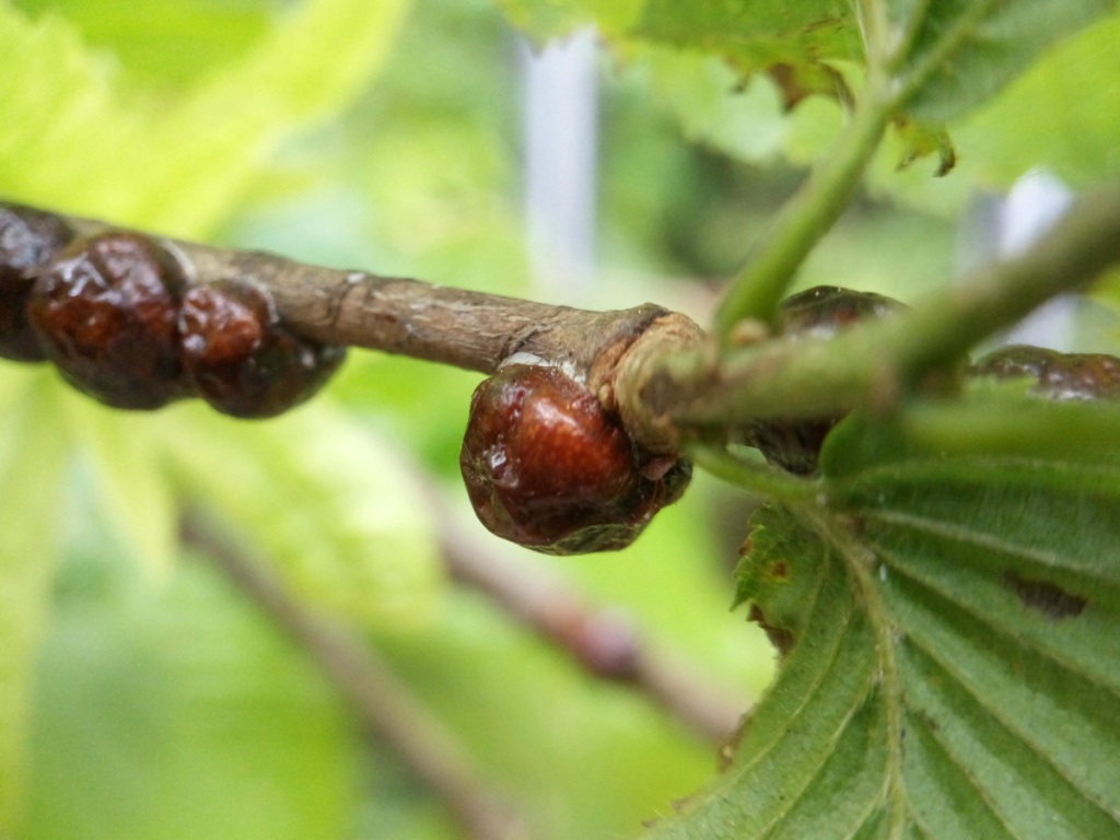 Nut Scale | NatureSpot