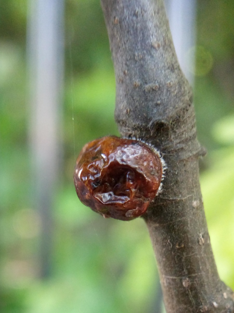 Nut Scale | NatureSpot