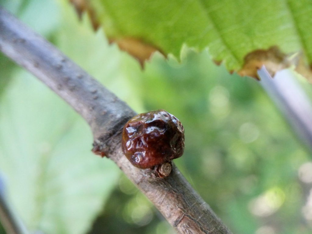 Nut Scale | NatureSpot