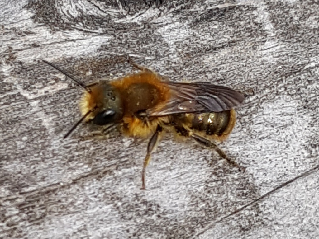 Red Mason Bee | NatureSpot