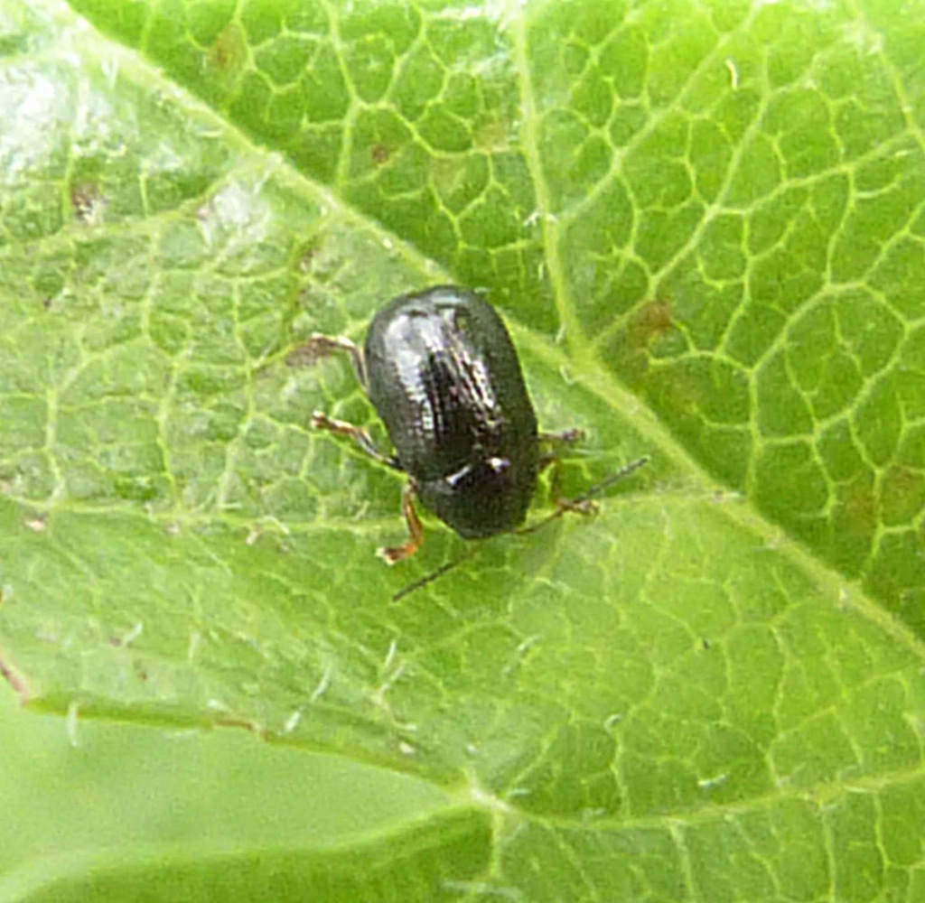 Cryptocephalus labiatus | NatureSpot