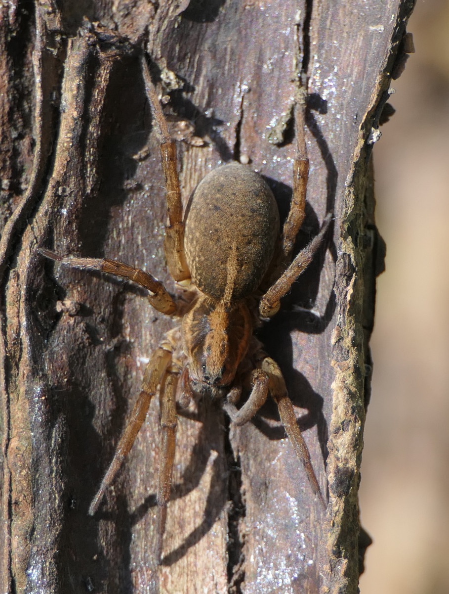 Rustic Wolf Spider | NatureSpot