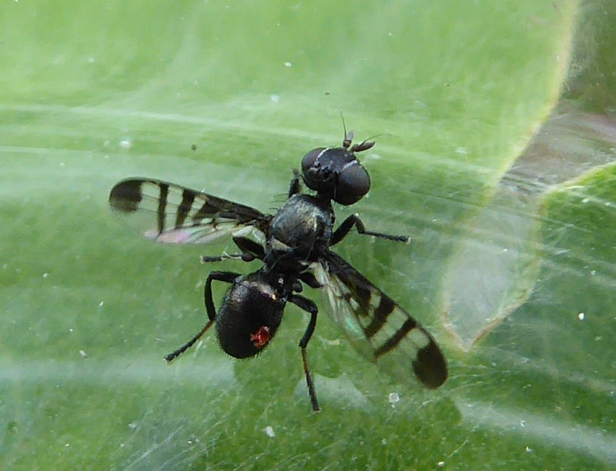 Rivellia syngenesiae | NatureSpot