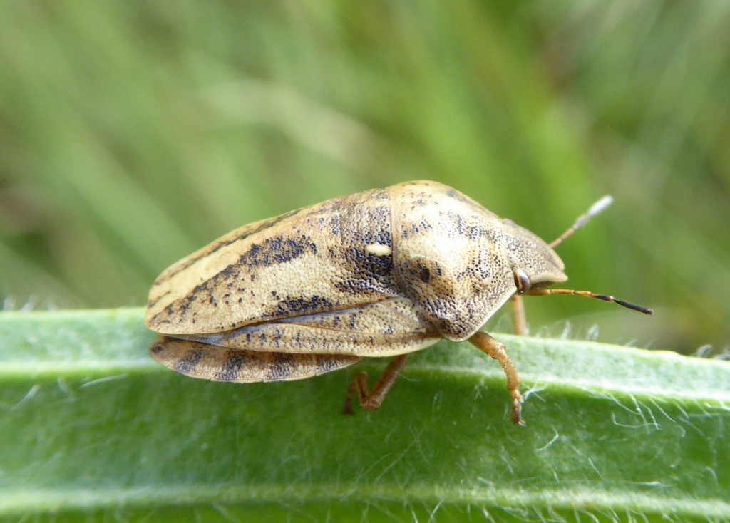 Tortoise Bug | NatureSpot