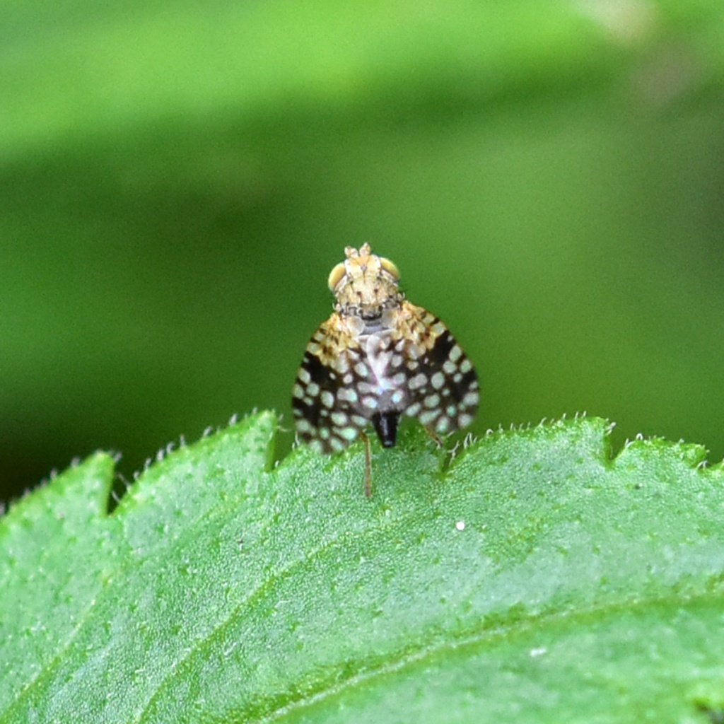 Tephritis praecox | NatureSpot