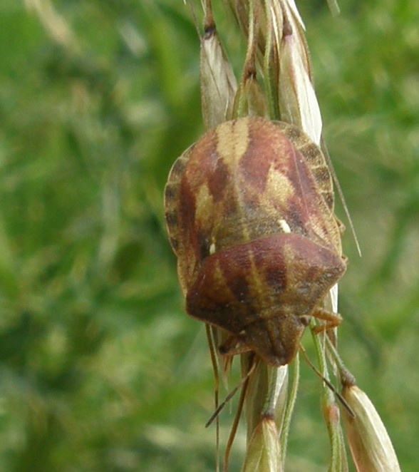 Tortoise Bug | NatureSpot