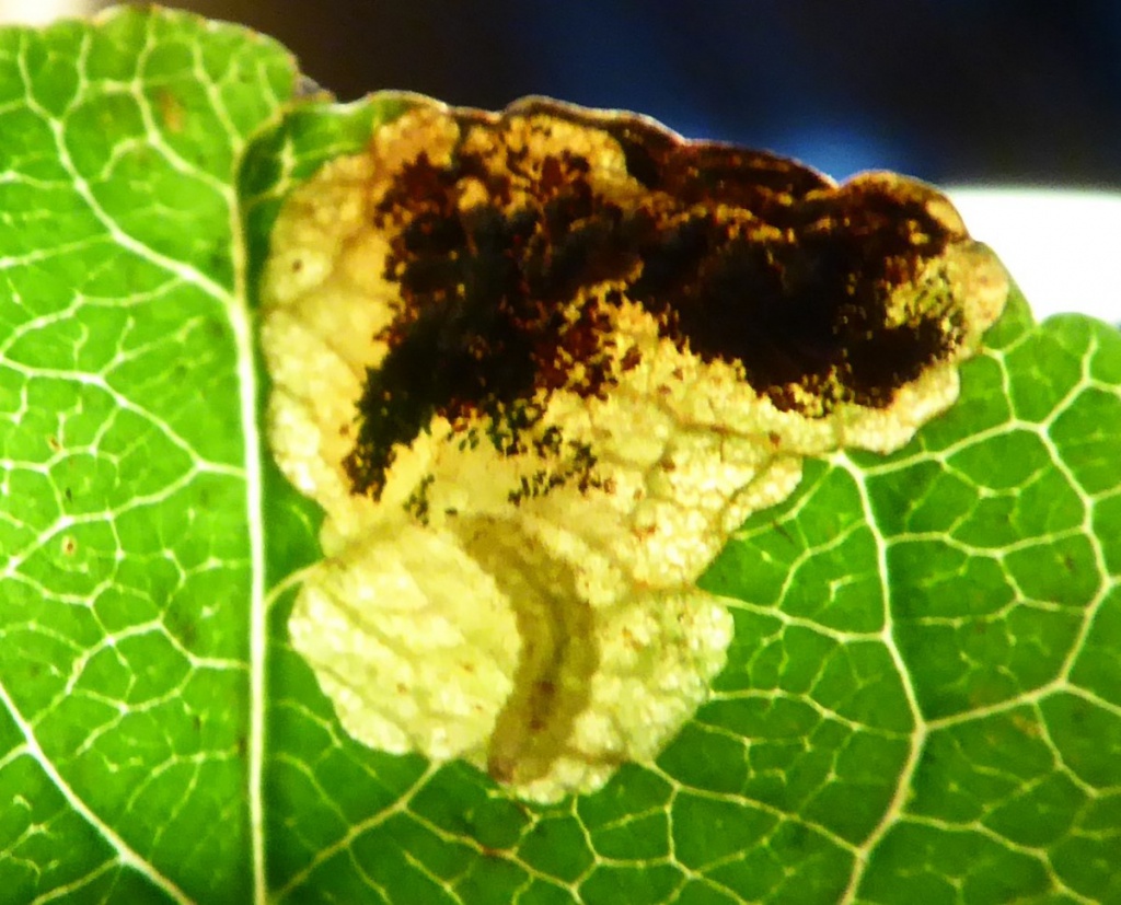 Bohemannia pulverosella | NatureSpot