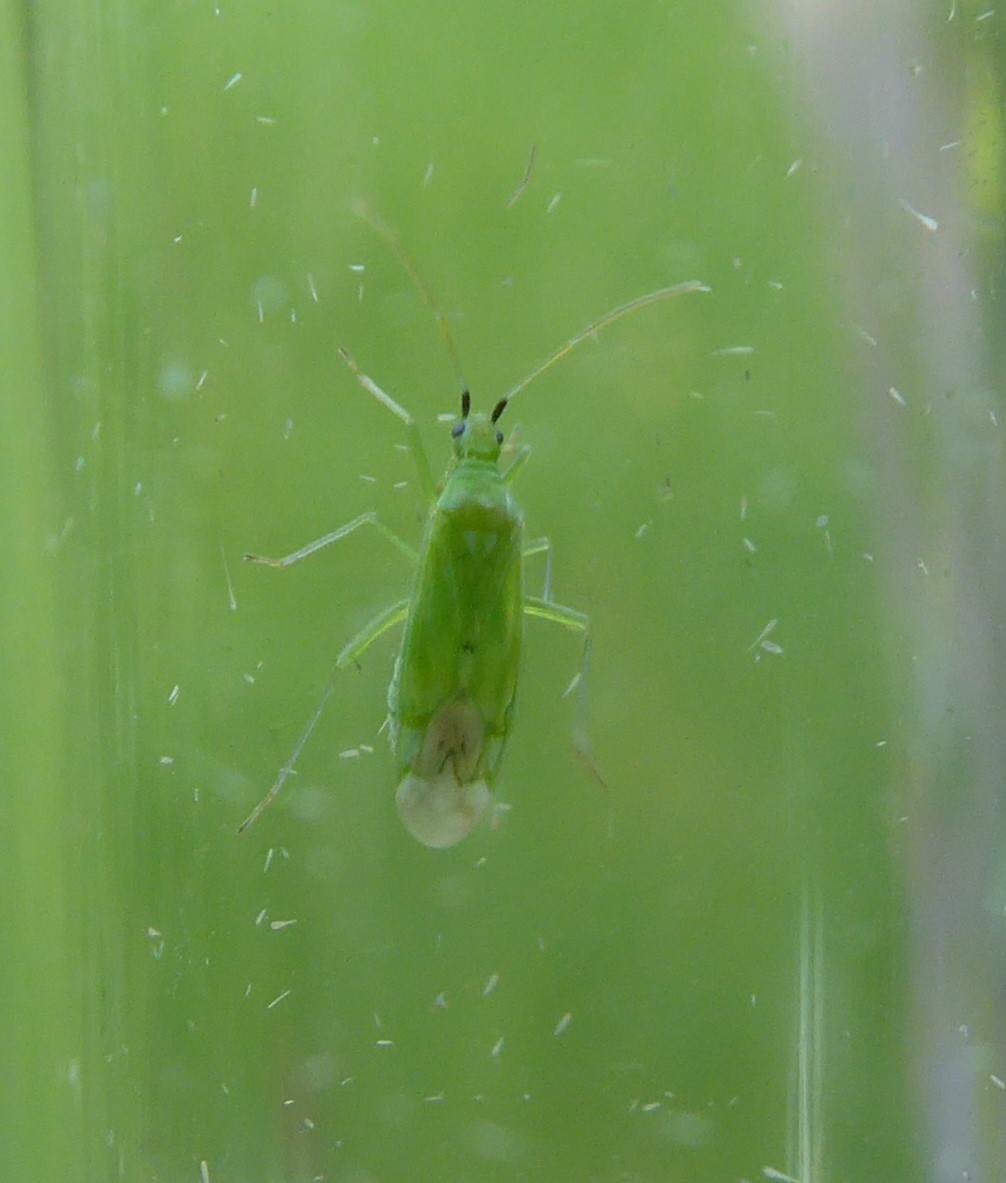 Macrolophus rubi | NatureSpot