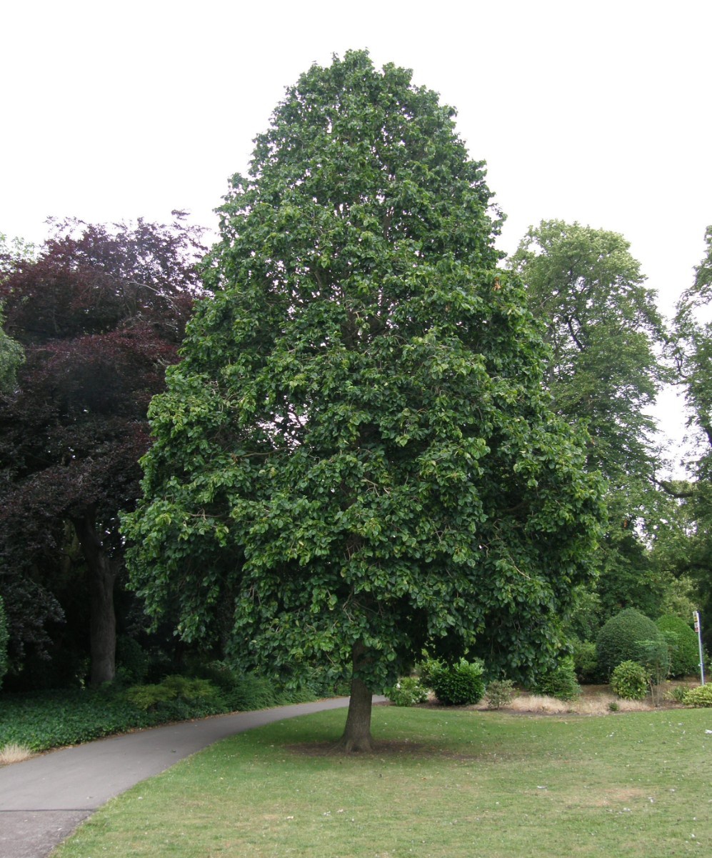 Turkish Hazel | NatureSpot