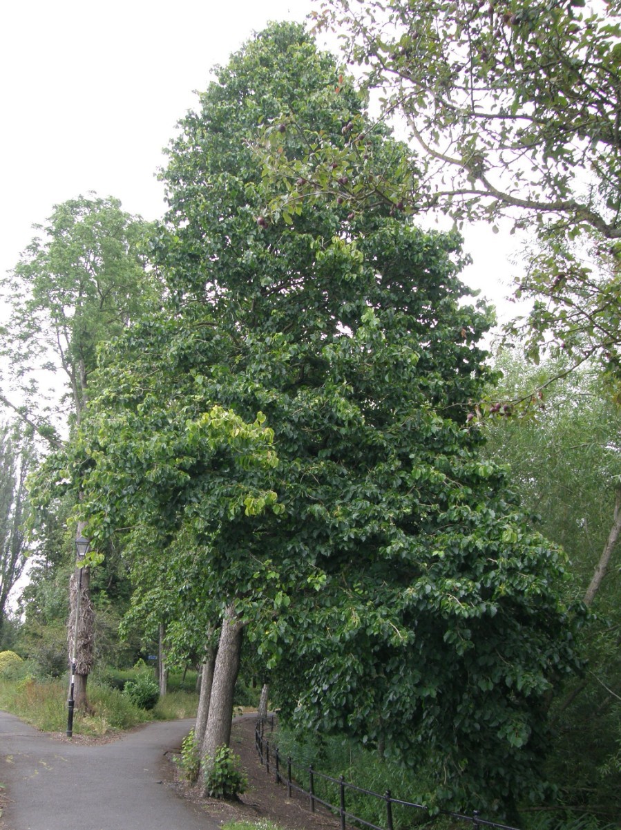 Turkish Hazel | NatureSpot