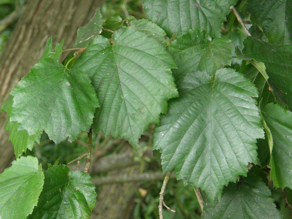 Turkish Hazel | NatureSpot