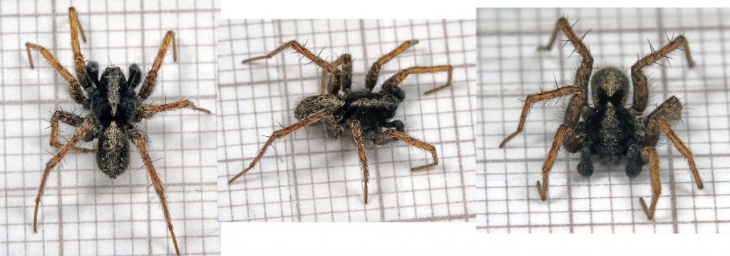 Pardosa amentata | NatureSpot