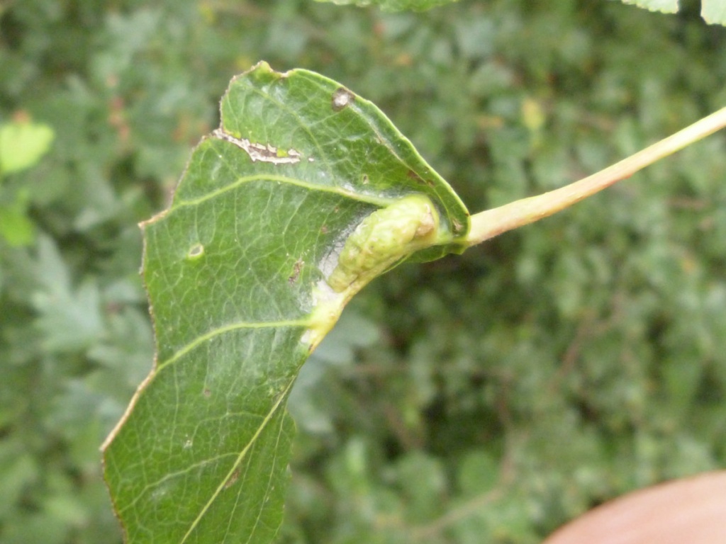 Poplar-buttercup gall aphid | NatureSpot