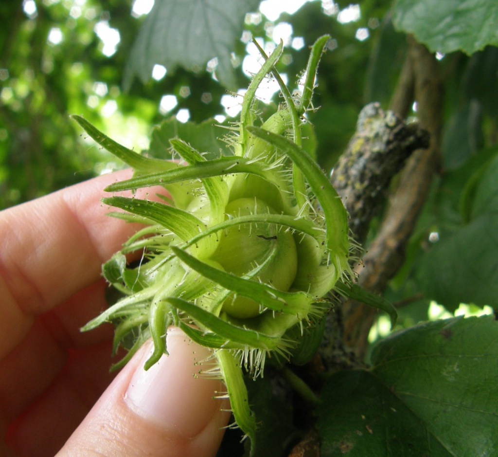 Turkish Hazel | NatureSpot