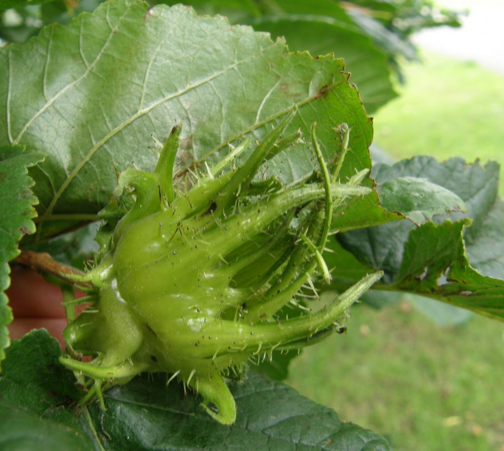 Turkish Hazel | NatureSpot