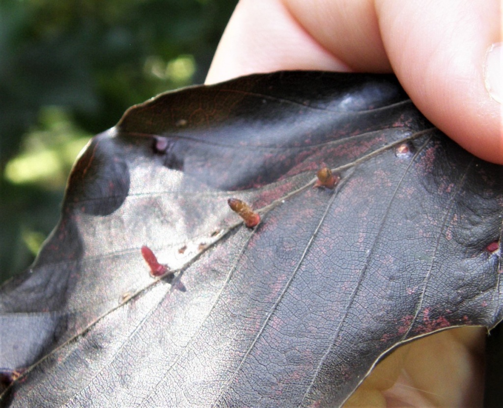 Hairy Beech Gall | NatureSpot
