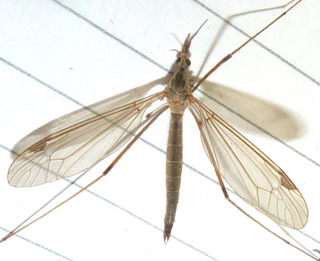 tipula larve
