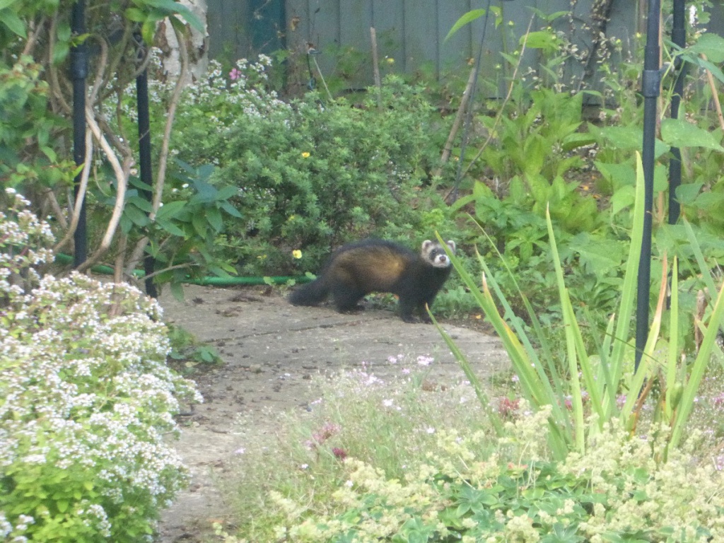 Polecat | NatureSpot