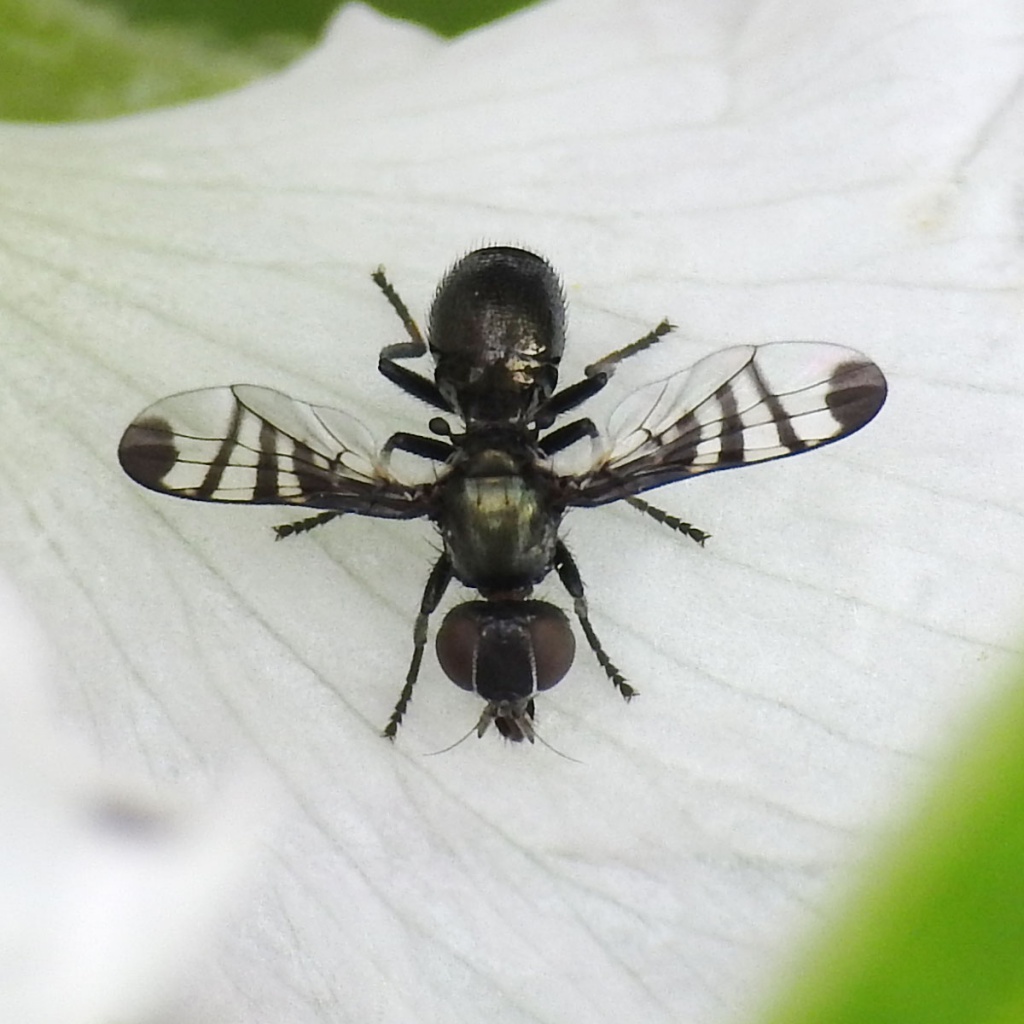 Rivellia syngenesiae | NatureSpot