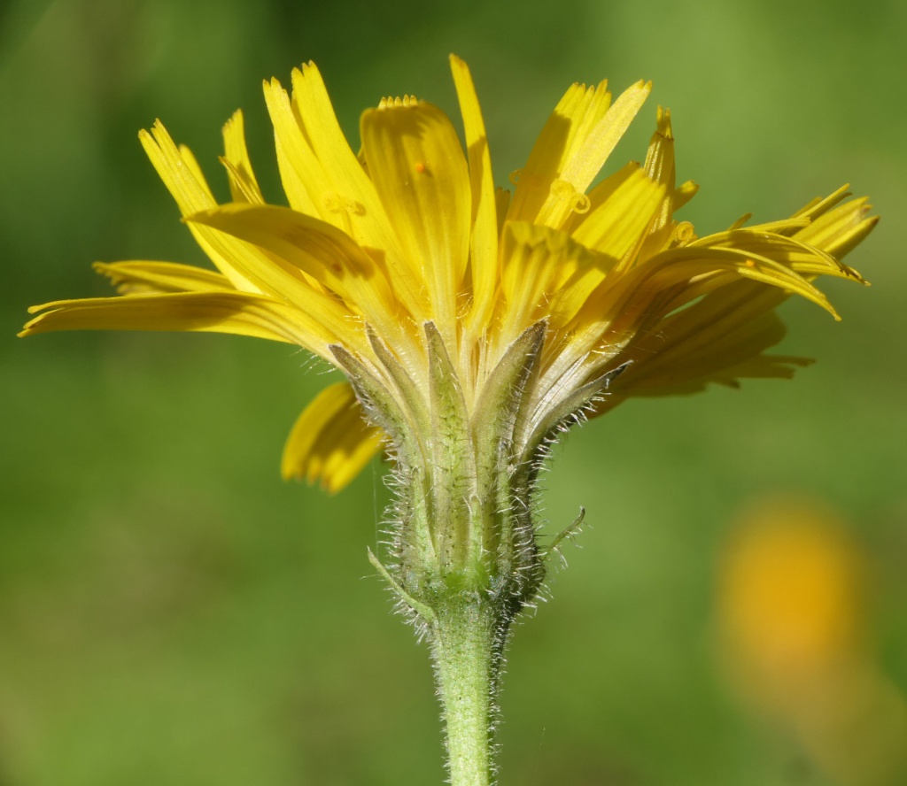Rough Hawkbit | NatureSpot