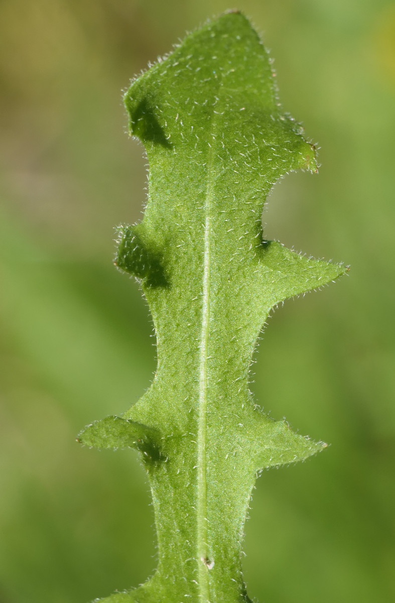 Rough Hawkbit | NatureSpot