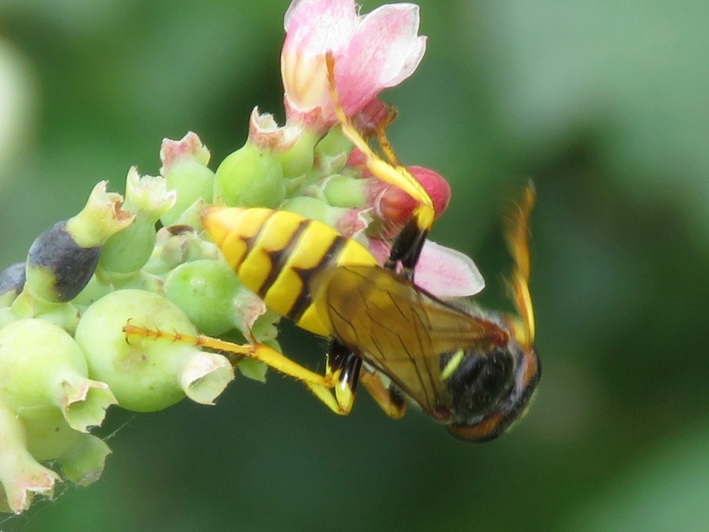 Bee Wolf | NatureSpot