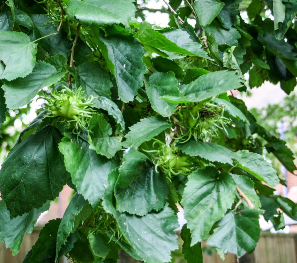 Turkish Hazel | NatureSpot