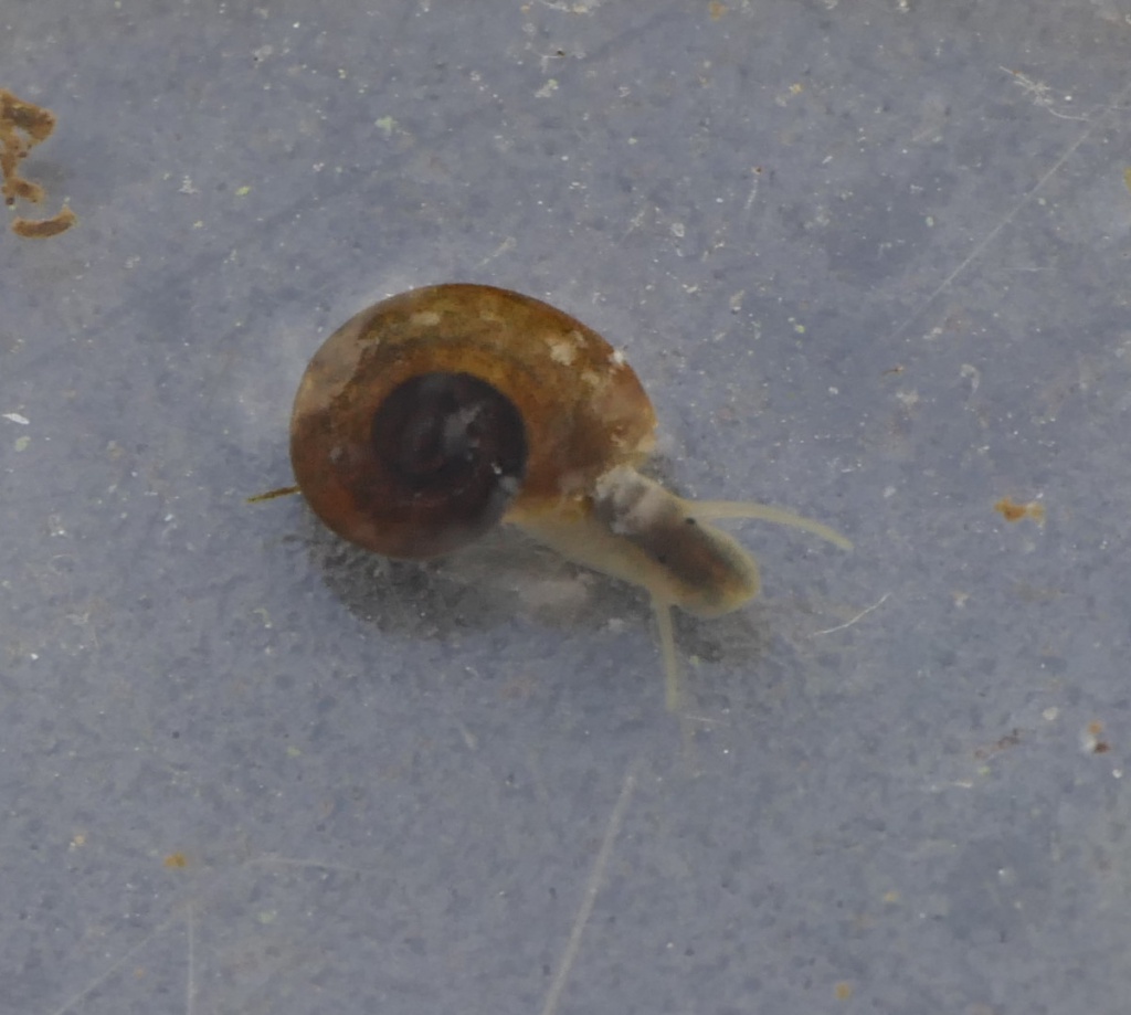 White Ramshorn | NatureSpot