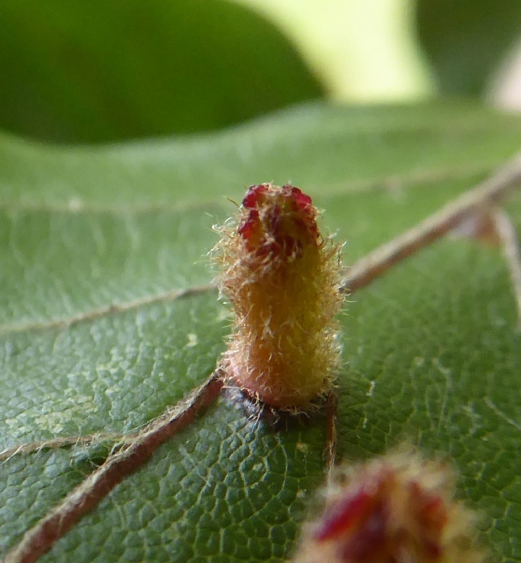Hairy Beech Gall | NatureSpot