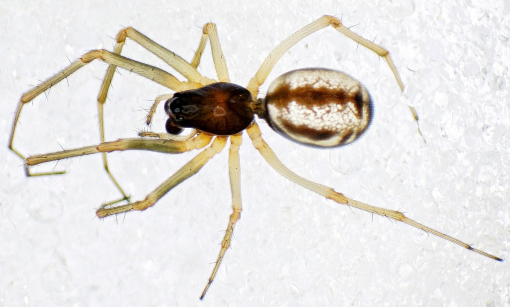 Microlinyphia pusilla | NatureSpot