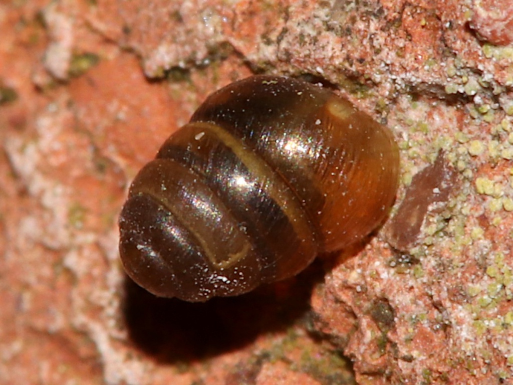 Common Chrysalis Snail | NatureSpot