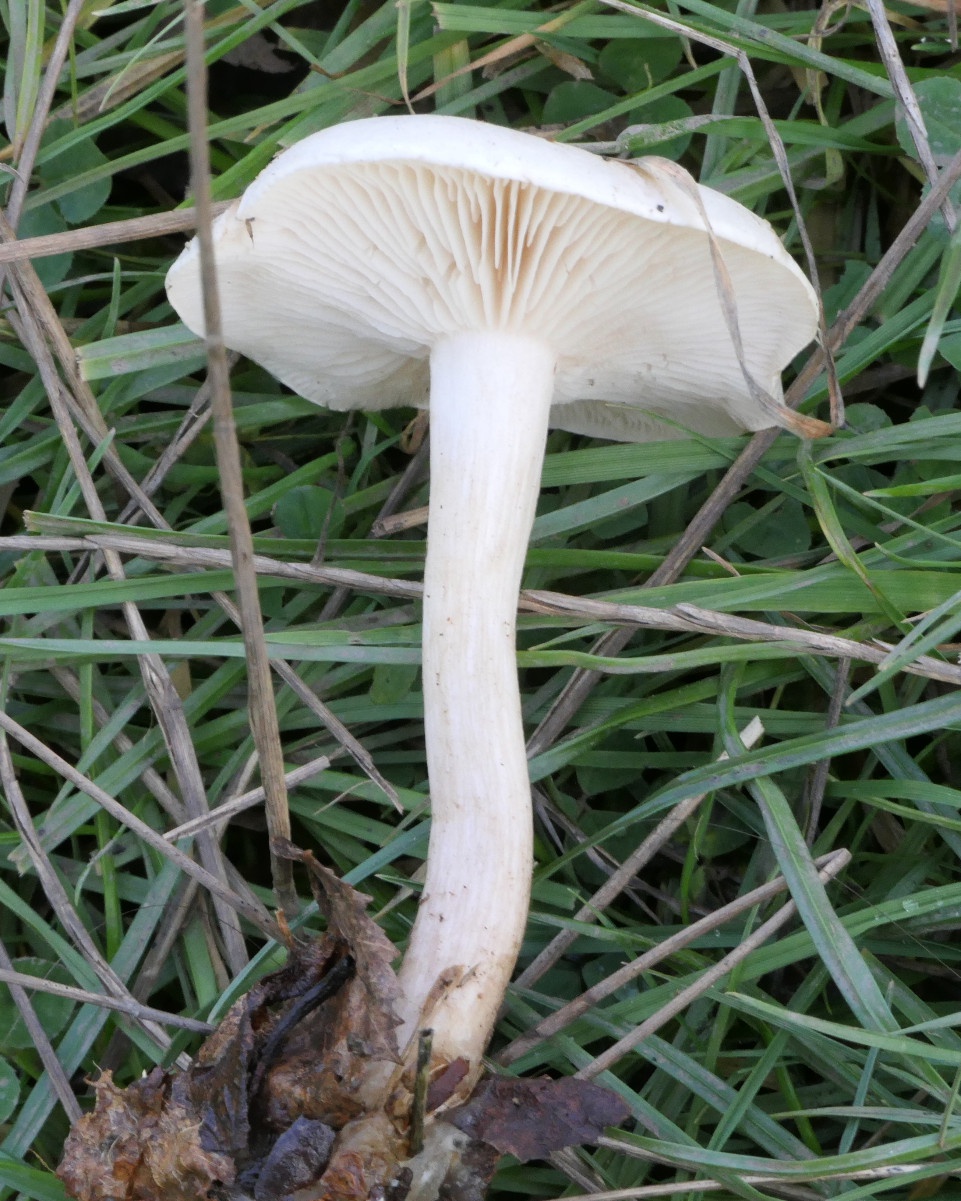 Fools Funnel | NatureSpot