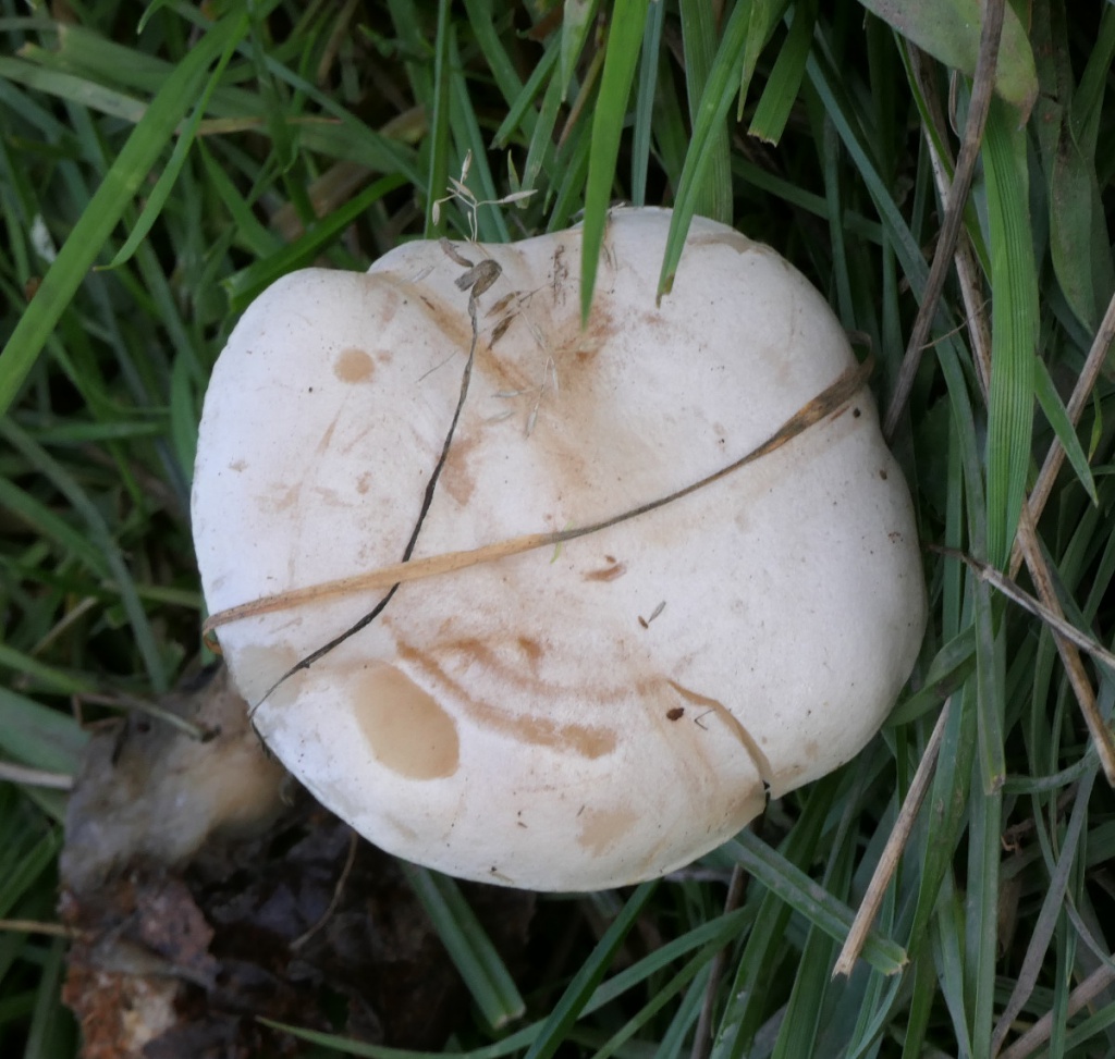 Fools Funnel | NatureSpot