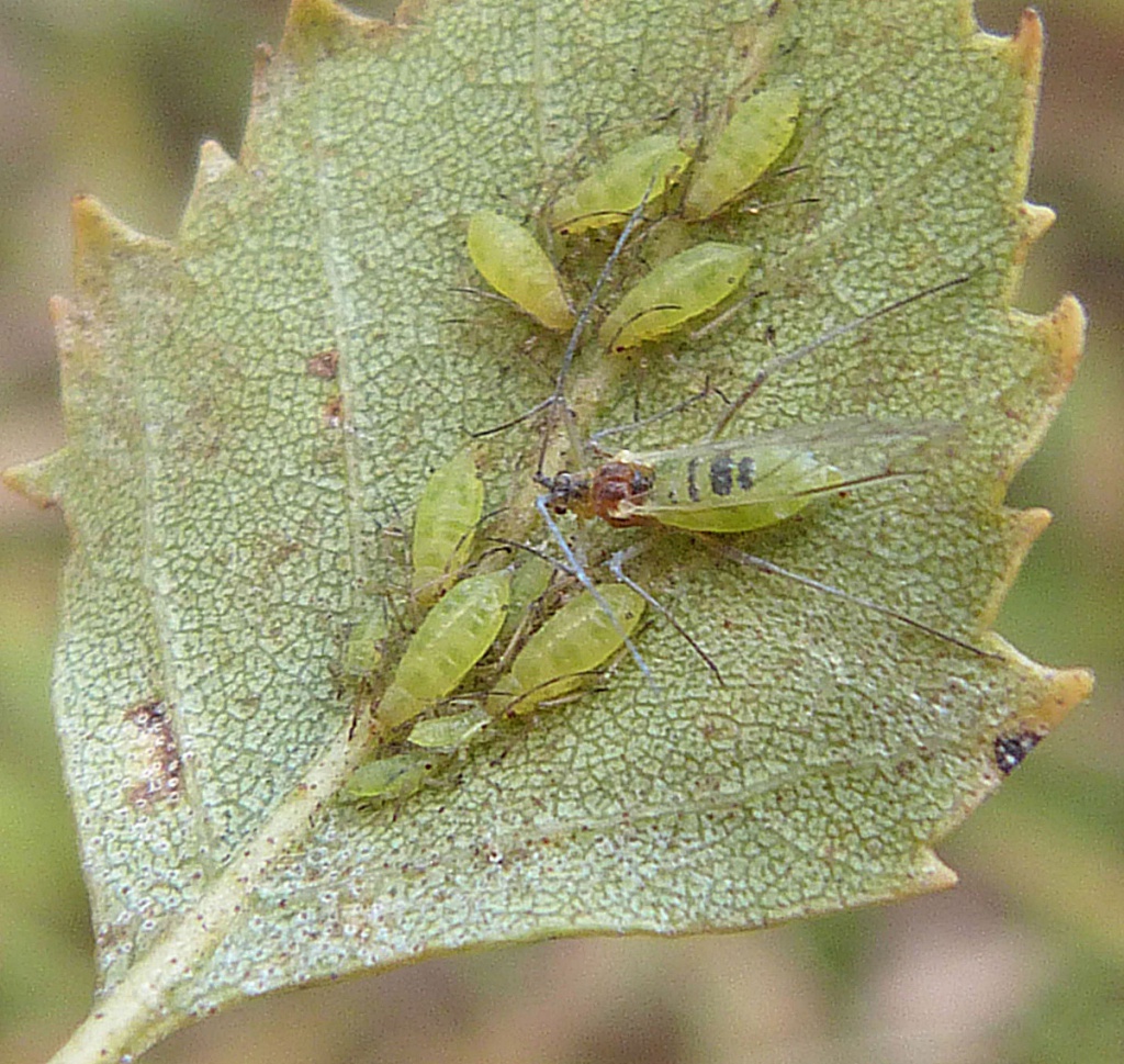 Downy Birch Aphid | NatureSpot
