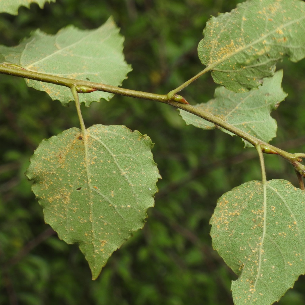 Birch Rust | NatureSpot