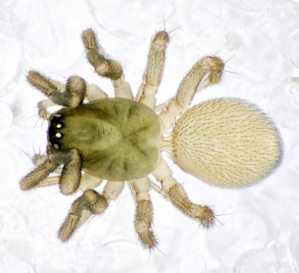 Monocephalus fuscipes | NatureSpot