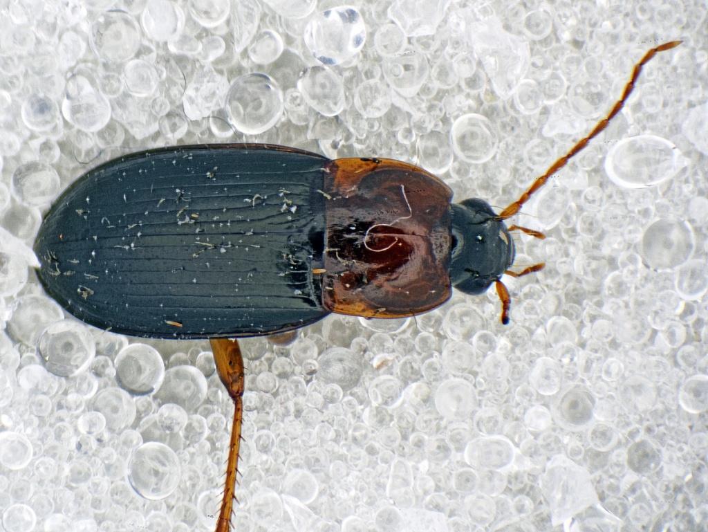 Calathus melanocephalus | NatureSpot